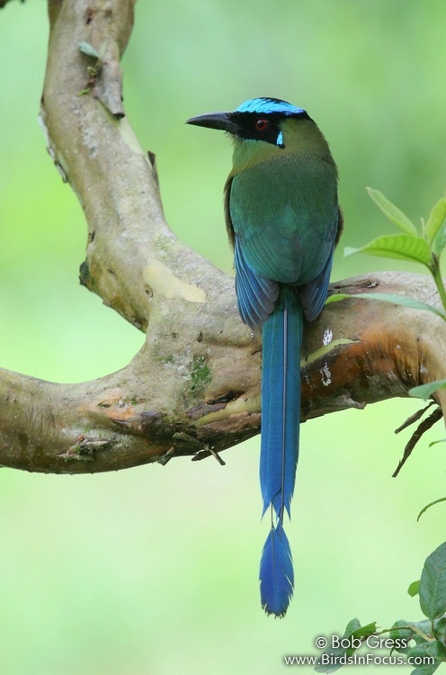 Birds in Focus - Andean Motmot