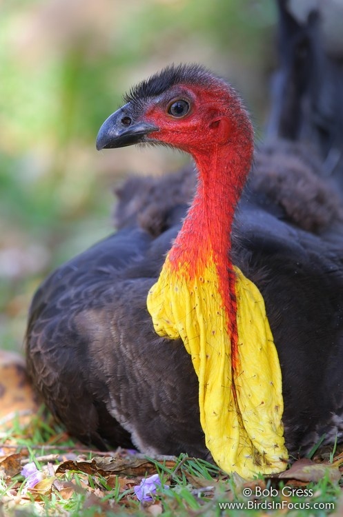 Birds in Focus - Australian Brushturkey