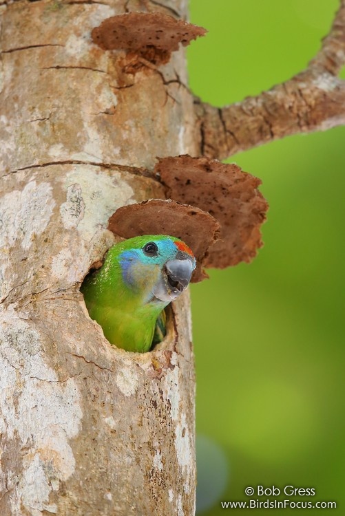 Birds in Focus - Double-eyed Fig-Parrot