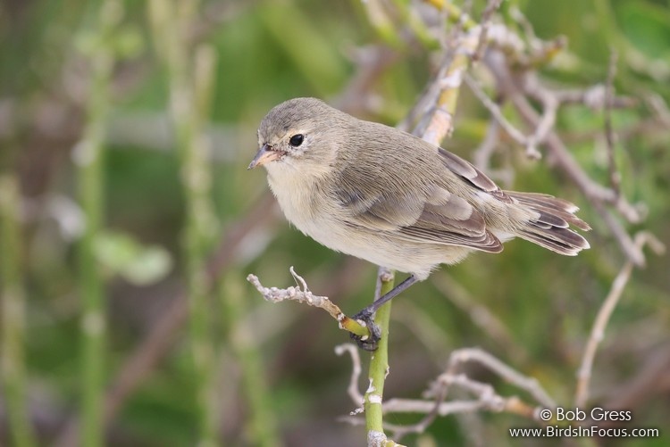 Birds in Focus - Gray Warbler-Finch