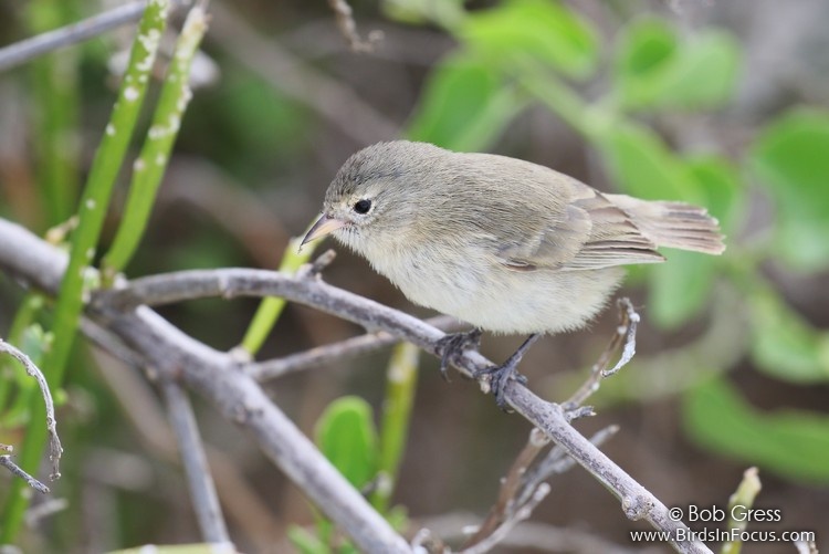 Birds in Focus - Gray Warbler-Finch