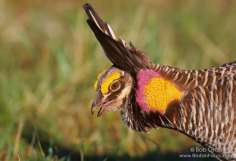 Birds in Focus - Greater Prairie-Chicken