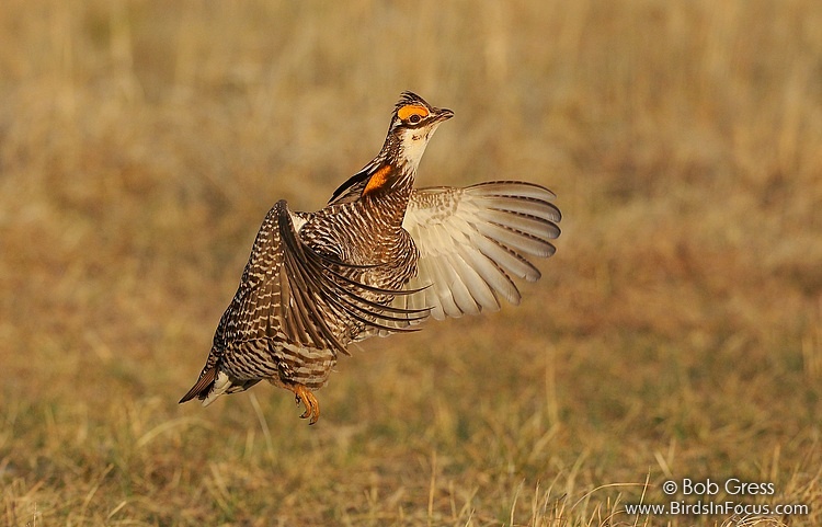 Birds in Focus - Greater Prairie-Chicken