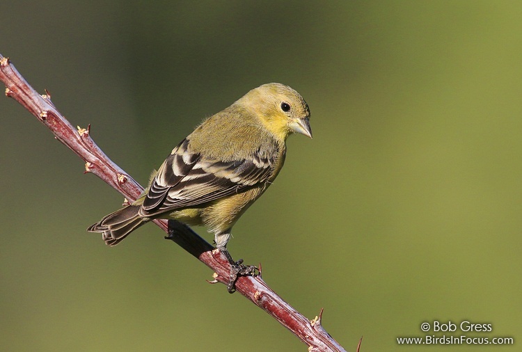 Birds in Focus - Lesser Goldfinch