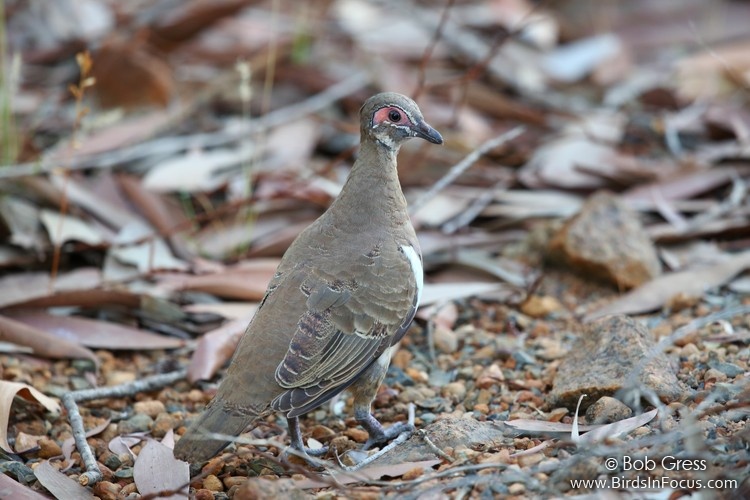 Birds in Focus - Partridge Pigeon