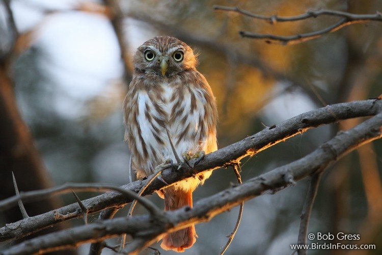 Birds in Focus - Peruvian Pygmy-Owl