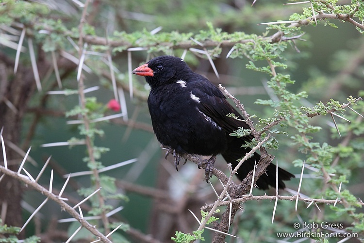 Birds in Focus - Red-billed Buffalo-Weaver