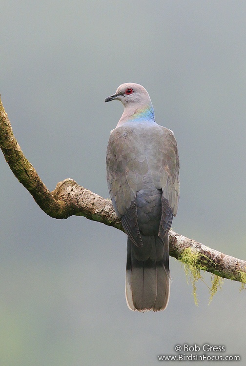 Birds in Focus - Ring-tailed Pigeon