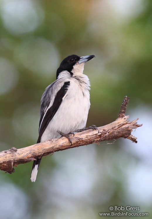 Birds in Focus - Silver-backed Butcherbird