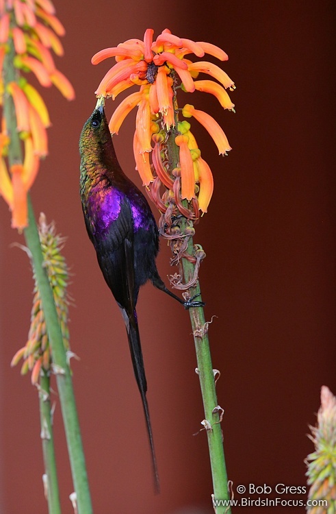 Birds in Focus - Tacazze Sunbird