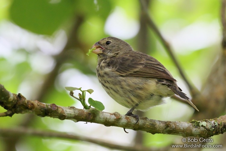Birds in Focus - Vegetarian Finch