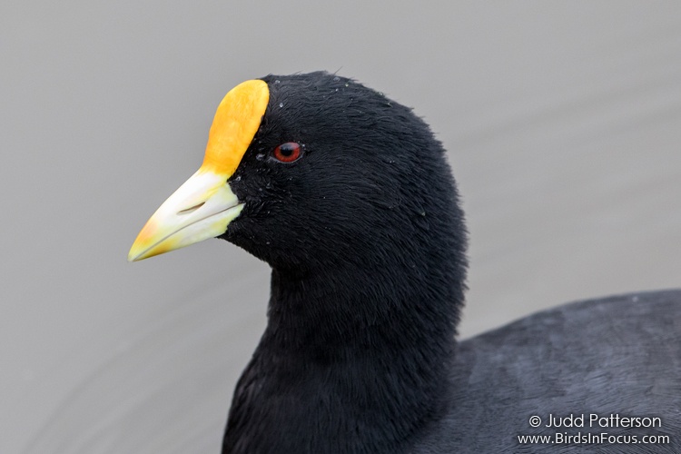 Birds in Focus - White-winged Coot